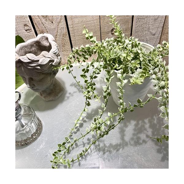 ■タグDischidia 斑入り 観葉植物 インテリアプランツ インテリアグリーン インドアグリーン 多年草 着生植物 強健 育てやすい 室内園芸 ガーデニング ベランダガーデン プラントハンガー ギフト 贈り物 プレゼント 婚礼 結婚式 ...