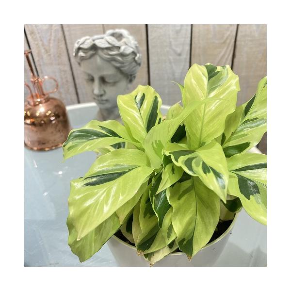 ■タグ観葉植物 インテリアプランツ インテリアグリーン インドアグリーン ビザープランツ 珍奇植物 花鉢 多年草 着生植物 強健 育てやすい 室内園芸 テラリウム ガーデニング ベランダガーデン  壁掛け 吊るす 吊り プラントハンガー ギ...