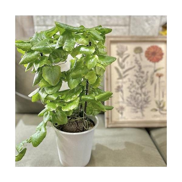 ■タグ観葉植物 インテリアプランツ インテリアグリーン インドアグリーン ビザープランツ 冬型 珍奇植物 花鉢 多年草 着生植物 強健 育てやすい 室内園芸 テラリウム ガーデニング ベランダガーデン  壁掛け 吊るす 吊り プラントハンガ...