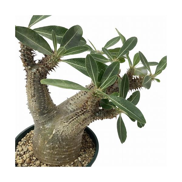 ■タグpachypodium パキポジウム パキポデューム パキポジュウム パキポジューム 感葉植物 多肉植物 インテリアプランツ インテリアグリーン インドアグリーン 耐乾性 乾燥 暑さ に強い 育つ 育てる 育てやすい 初心者 室内園芸...