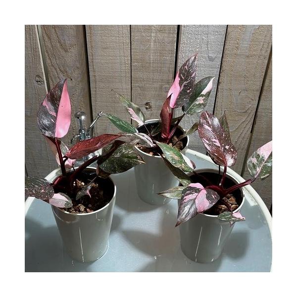 ■タグPhilodendron pink princess 観葉植物 インテリアプランツ インテリアグリーン インドアグリーン ビザープランツ 珍奇植物 花鉢 多年草 着生植物 強健 育てやすい 室内園芸 テラリウム ガーデニング ベランダ...