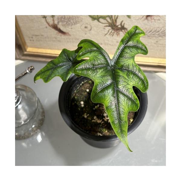 ■タグAlocasia jacklyn 観葉植物 インテリアプランツ インテリアグリーン インドアグリーン ビザープランツ 珍奇植物 花鉢 多年草 着生植物 強健 育てやすい 室内園芸 テラリウム ガーデニング ベランダガーデン  壁掛け ...
