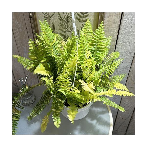 ■タグNephrolepis exaltata Happy Marble 観葉植物 インテリアプランツ インテリアグリーン インドアグリーン ビザープランツ 珍奇植物 花鉢 多年草 着生植物 強健 育てやすい 室内園芸 テラリウム ガーデニ...