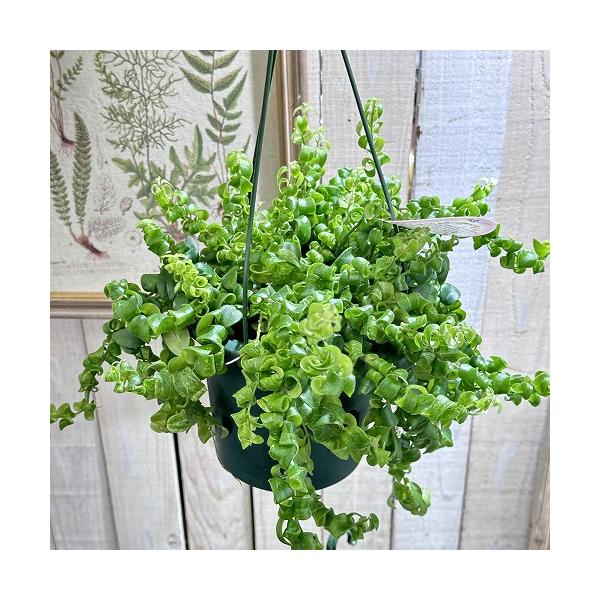 ■タグAeschynanthus Sunrise 観葉植物 インテリアプランツ インテリアグリーン インドアグリーン ビザープランツ 珍奇植物 花鉢 多年草 着生植物 強健 育てやすい 室内園芸 テラリウム ガーデニング ベランダガーデン ...