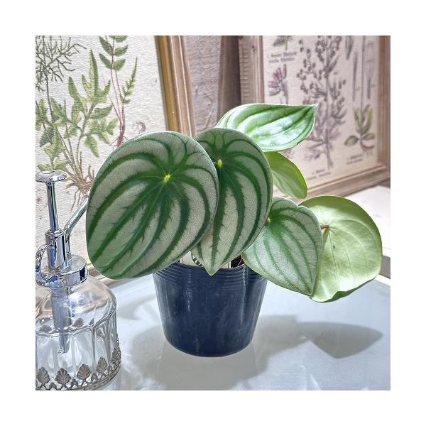 ※こちらの商品は多少の葉傷み、葉垂れ、ボリューム少なめ等を含む商品です。ご了承の上、購入をお願いします。■タグ観葉植物 多肉植物 インテリアプランツ インテリアグリーン インドアグリーン 耐乾性 乾燥 暑さ に強い 育つ 育てる 育てやすい...