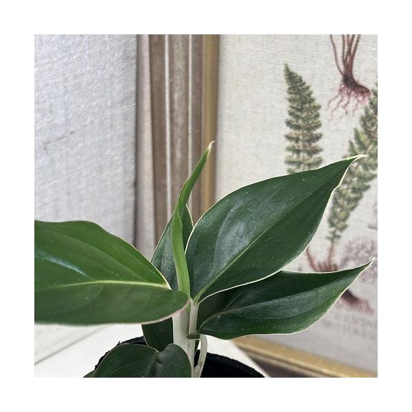 ■タグ観葉植物 インテリアプランツ インテリアグリーン インドアグリーン ビザープランツ 珍奇植物 花鉢 多年草 着生植物 強健 育てやすい 室内園芸 テラリウム ガーデニング ベランダガーデン  壁掛け 吊るす 吊り プラントハンガー ギ...