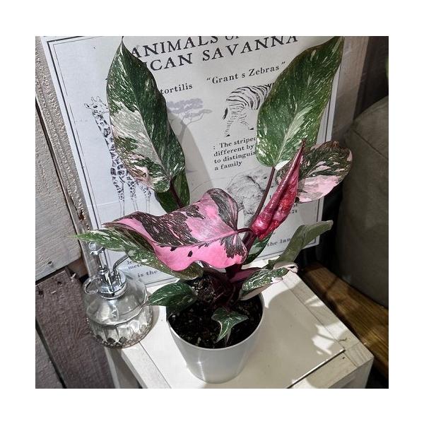 ■タグインテリアプランツ インテリアグリーン インドアグリーン ビザープランツ 珍奇植物 花鉢 多年草 着生植物 強健 育てやすい 室内園芸 テラリウム ガーデニング ベランダガーデン 吊るす 吊り プラントハンガー ギフト 贈り物 プレゼ...