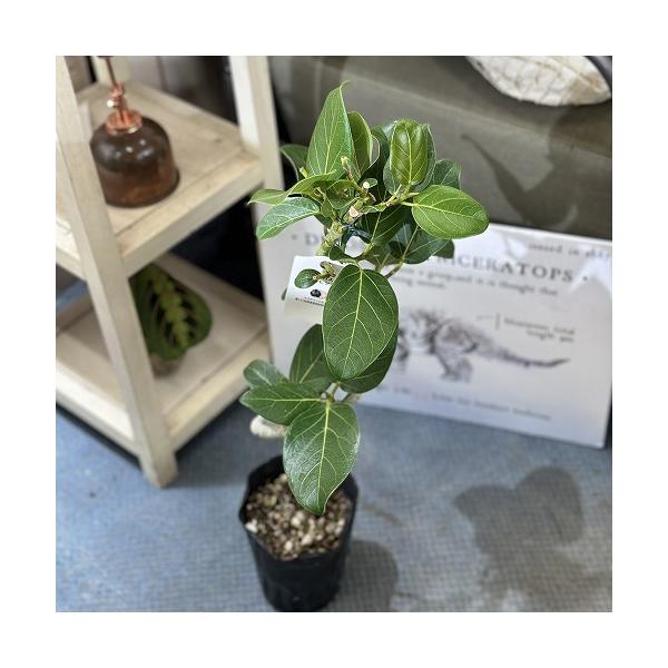 ■タグインテリアプランツ インテリアグリーン インドアグリーン ビザープランツ 珍奇植物 花鉢 多年草 着生植物 強健 育てやすい 室内園芸 テラリウム ガーデニング ベランダガーデン 吊るす 吊り プラントハンガー ギフト 贈り物 プレゼ...