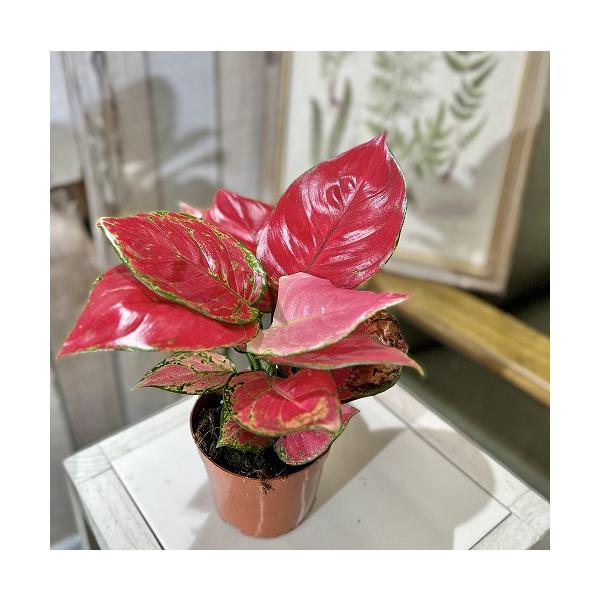 ■タグインテリアプランツ インテリアグリーン インドアグリーン ビザープランツ 珍奇植物 花鉢 多年草 着生植物 強健 育てやすい 室内園芸 テラリウム ガーデニング ベランダガーデン 吊るす 吊り プラントハンガー ギフト 贈り物 プレゼ...