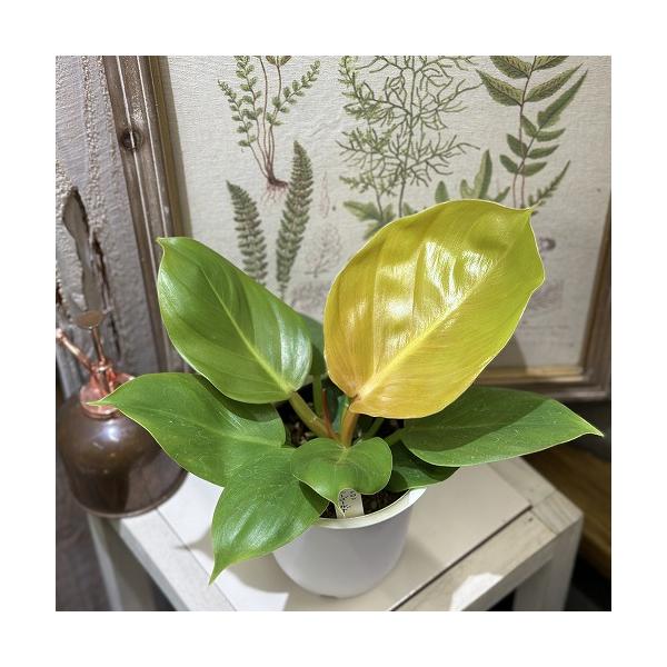 ※こちらの商品は多少の傷み等を含むアウトレット商品です。ご了承の上、購入をお願いします。セール価格 1650円→1480円 2025年Winterセール