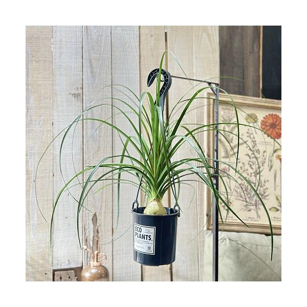 ■タグ観葉植物 多肉植物 インテリアプランツ インテリアグリーン インドアグリーン 耐乾性 乾燥 暑さ に強い 育つ 育てる 育てやすい 初心者 室内園芸 園芸 ガーデニング ベランダシェード 新生活 リビング デスク オフィス 事務所 台...