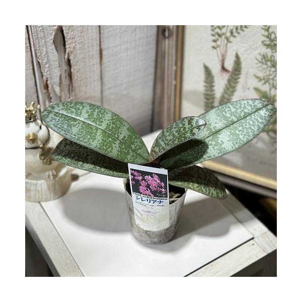 ■タグ観葉植物 多肉植物 インテリアプランツ インテリアグリーン インドアグリーン 耐乾性 乾燥 暑さ に強い 育つ 育てる 育てやすい 初心者 室内園芸 園芸 ガーデニング ベランダシェード 新生活 リビング デスク オフィス 事務所 台...