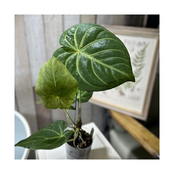 ※こちらの商品は多少の傷み等を含むアウトレット商品です。ご了承の上、購入をお願いします。セール価格 4200円→3880円 2025年Winterセール