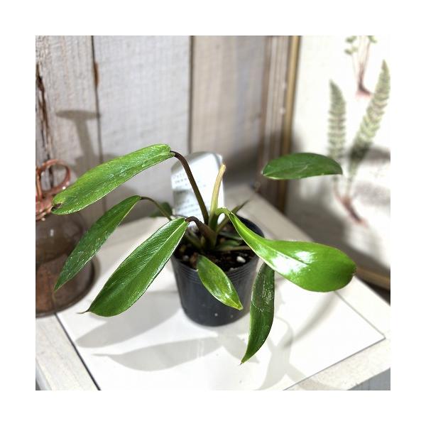 ■タグ観葉植物 多肉植物 インテリアプランツ インテリアグリーン インドアグリーン 耐乾性 乾燥 暑さ に強い 育つ 育てる 育てやすい 初心者 室内園芸 園芸 ガーデニング ベランダシェード 新生活 リビング デスク オフィス 事務所 台...