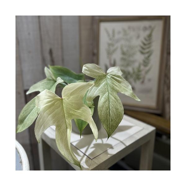 ■タグフロリダゴーストミント 観葉植物 多肉植物 インテリアプランツ インテリアグリーン インドアグリーン 耐乾性 乾燥 暑さ に強い 育つ 育てる 育てやすい 初心者 室内園芸 園芸 ガーデニング ベランダシェード 新生活 リビング デス...