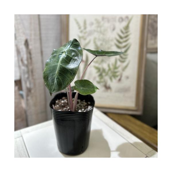 ■タグ観葉植物 多肉植物 インテリアプランツ インテリアグリーン インドアグリーン 耐乾性 乾燥 暑さ に強い 育つ 育てる 育てやすい 初心者 室内園芸 園芸 ガーデニング ベランダシェード 新生活 リビング デスク オフィス 事務所 台...