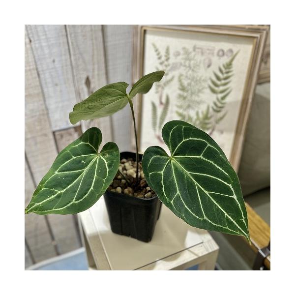 ※こちらの商品は多少の傷み等を含むアウトレット商品です。ご了承の上、購入をお願いします。セール価格 18000円→16200円