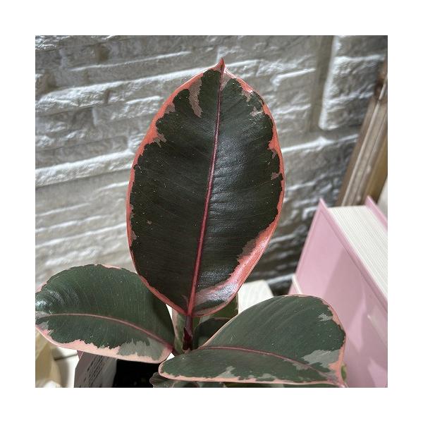 ※こちらの商品は多少の傷み等を含むアウトレット商品です。ご了承の上、購入をお願いします。セール価格 1300円→880円 2025年Winterセール