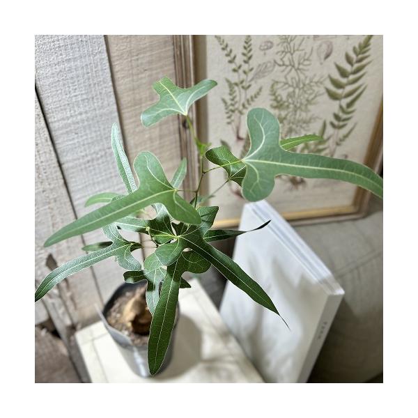 ■タグ観葉植物 多肉植物 インテリアプランツ インテリアグリーン インドアグリーン 耐乾性 乾燥 暑さ に強い 育つ 育てる 育てやすい 初心者 室内園芸 園芸 ガーデニング ベランダシェード 新生活 リビング デスク オフィス 事務所 台...