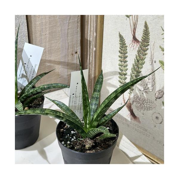 ■タグ観葉植物 多肉植物 インテリアプランツ インテリアグリーン インドアグリーン 耐乾性 乾燥 暑さ に強い 育つ 育てる 育てやすい 初心者 室内園芸 園芸 ガーデニング ベランダシェード 新生活 リビング デスク オフィス 事務所 台...