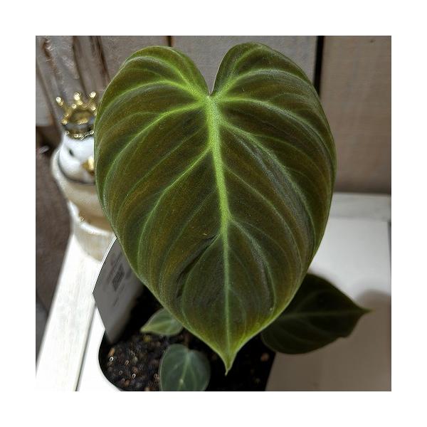 ■タグ観葉植物 多肉植物 インテリアプランツ インテリアグリーン インドアグリーン 耐乾性 乾燥 暑さ に強い 育つ 育てる 育てやすい 初心者 室内園芸 園芸 ガーデニング ベランダシェード 新生活 リビング デスク オフィス 事務所 台...