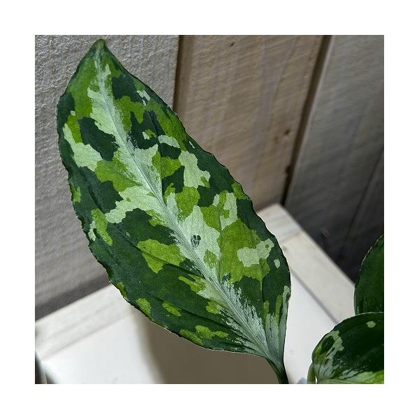 ■タグAglaonema Pictum tricolor 観葉植物 多肉植物 インテリアプランツ インテリアグリーン インドアグリーン 耐乾性 乾燥 暑さ に強い 育つ 育てる 育てやすい 初心者 室内園芸 園芸 ガーデニング ベランダシェ...