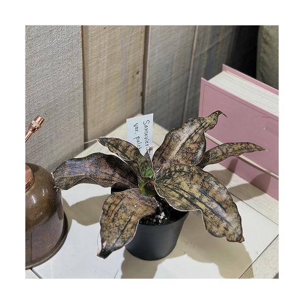 ■タグ観葉植物 多肉植物 インテリアプランツ インテリアグリーン インドアグリーン 耐乾性 乾燥 暑さ に強い 育つ 育てる 育てやすい 初心者 室内園芸 園芸 ガーデニング ベランダシェード 新生活 リビング デスク オフィス 事務所 台...