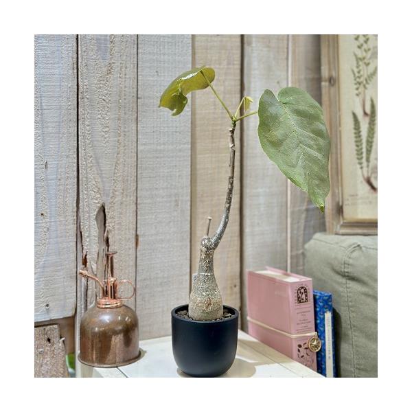 ■タグ観葉植物 多肉植物 インテリアプランツ インテリアグリーン インドアグリーン 耐乾性 乾燥 暑さ に強い 育つ 育てる 育てやすい 初心者 室内園芸 園芸 ガーデニング ベランダシェード 新生活 リビング デスク オフィス 事務所 台...