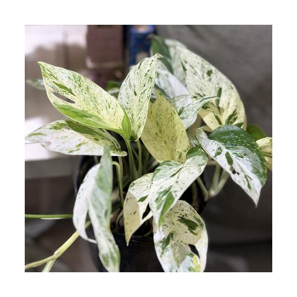 ※入荷時より多少の葉傷みがありました。ご了承の上お買い求めください。■タグセブブルー 観葉植物 多肉植物 インテリアプランツ インテリアグリーン インドアグリーン 耐乾性 乾燥 暑さ に強い 育つ 育てる 育てやすい 初心者 室内園芸 園芸...