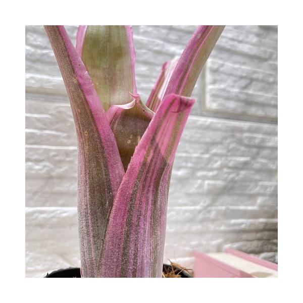 ■タグ観葉植物 多肉植物 インテリアプランツ インテリアグリーン インドアグリーン 耐乾性 乾燥 暑さ に強い 育つ 育てる 育てやすい 初心者 室内園芸 園芸 ガーデニング ベランダシェード 新生活 リビング デスク オフィス 事務所 台...