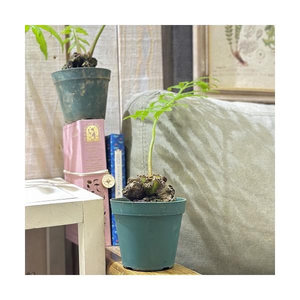 ■タグ<br>観葉植物 多肉植物 インテリアプランツ インテリアグリーン インドアグリーン 耐乾性 乾燥 暑さ に強い 育つ 育てる 育てやすい 初心者 室内園芸 園芸 ガーデニング ベランダシェード 新生活 リビング デスク ...