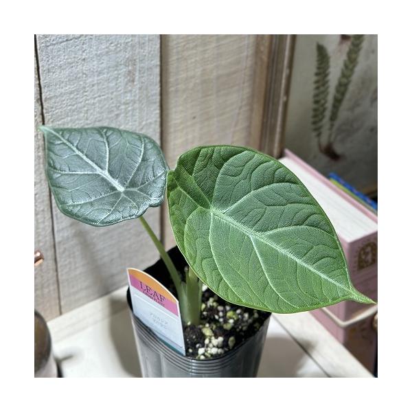 ※こちらの商品は多少の傷み等を含むアウトレット商品です。ご了承の上、購入をお願いします。セール価格 2200円→1990円 2025年Winterセール