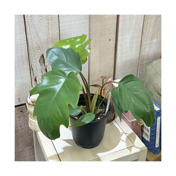 ※こちらの商品は多少の傷み等を含むアウトレット商品です。ご了承の上、購入をお願いします。セール価格 1980円→1680円 2025年Winterセール