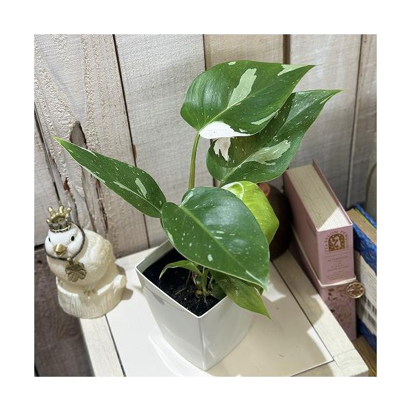 ■タグ観葉植物 多肉植物 インテリアプランツ インテリアグリーン インドアグリーン 耐乾性 乾燥 暑さ に強い 育つ 育てる 育てやすい 初心者 室内園芸 園芸 ガーデニング ベランダシェード 新生活 リビング デスク オフィス 事務所 台...