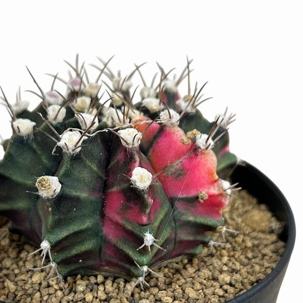 ■タグ観葉植物 多肉植物 インテリアプランツ インテリアグリーン インドアグリーン 耐乾性 乾燥 暑さ に強い 育つ 育てる 育てやすい 初心者 室内園芸 園芸 ガーデニング ベランダシェード 新生活 リビング デスク オフィス 事務所 台...