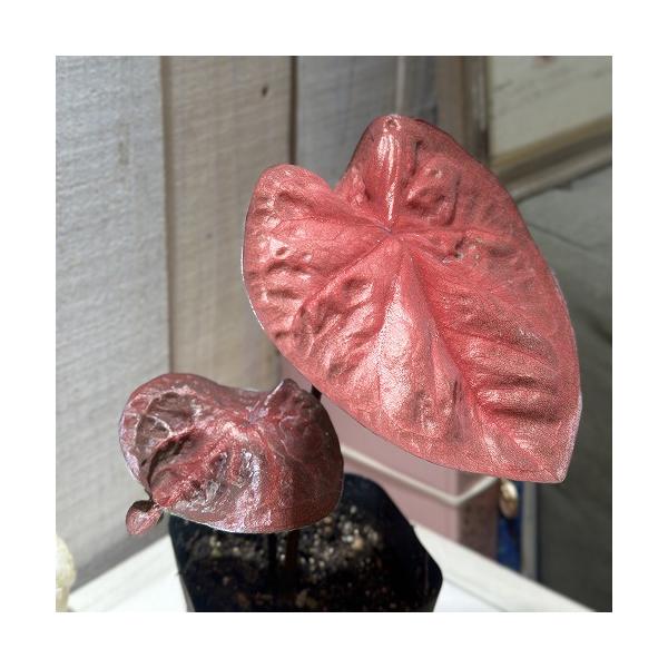 ※こちらの商品は多少の傷み等を含むアウトレット商品です。ご了承の上、購入をお願いします。セール価格 2200円→1980円 2025年Winterセール