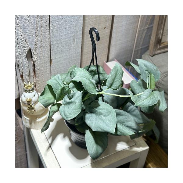 ■タグ観葉植物 多肉植物 インテリアプランツ インテリアグリーン インドアグリーン 耐乾性 乾燥 暑さ に強い 育つ 育てる 育てやすい 初心者 室内園芸 園芸 ガーデニング ベランダシェード 新生活 リビング デスク オフィス 事務所 台...