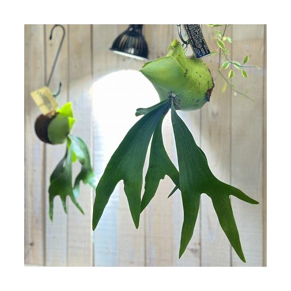 ■タグ観葉植物 多肉植物 インテリアプランツ インテリアグリーン インドアグリーン 耐乾性 乾燥 暑さ に強い 育つ 育てる 育てやすい 初心者 室内園芸 園芸 ガーデニング ベランダシェード 新生活 リビング デスク オフィス 事務所 台...