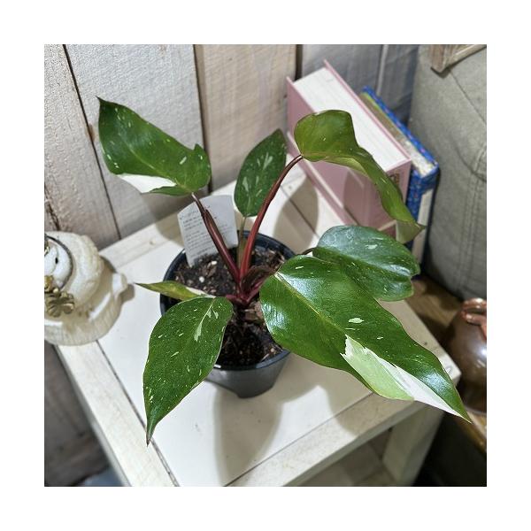 ■タグ観葉植物 多肉植物 インテリアプランツ インテリアグリーン インドアグリーン 耐乾性 乾燥 暑さ に強い 育つ 育てる 育てやすい 初心者 室内園芸 園芸 ガーデニング ベランダシェード 新生活 リビング デスク オフィス 事務所 台...