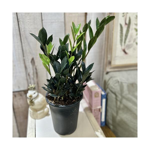 ■タグレイヴン  レイブン レイバン ザミフォーリア ザミフォリア ハクサン hakusan 観葉植物 多肉植物 インテリアプランツ インテリアグリーン インドアグリーン 耐乾性 乾燥 暑さ に強い 育つ 育てる 育てやすい 初心者 室内園...