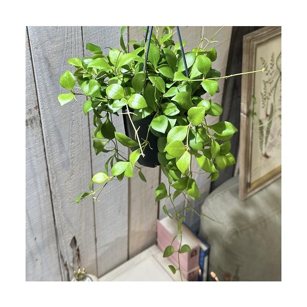 ※こちらの商品は多少の傷み等を含むアウトレット商品です。ご了承の上、購入をお願いします。セール価格 2480円→1980円 2025年Winterセール