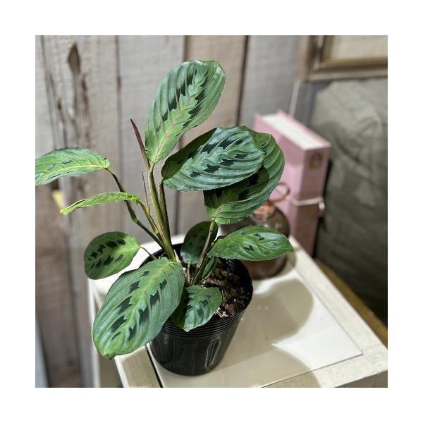 ※こちらの商品は多少の傷み等を含むアウトレット商品です。ご了承の上、購入をお願いします。セール価格 1800円→1380円 2025年Winterセール