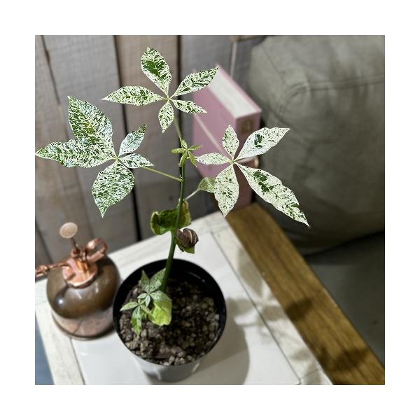 ■タグ観葉植物 多肉植物 インテリアプランツ インテリアグリーン インドアグリーン 耐乾性 乾燥 暑さ に強い 育つ 育てる 育てやすい 初心者 室内園芸 園芸 ガーデニング ベランダシェード 新生活 リビング デスク オフィス 事務所 台...