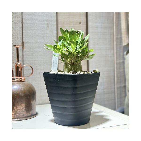 ■タグ観葉植物 多肉植物 インテリアプランツ インテリアグリーン インドアグリーン 耐乾性 乾燥 暑さ に強い 育つ 育てる 育てやすい 初心者 室内園芸 園芸 ガーデニング ベランダシェード 新生活 リビング デスク オフィス 事務所 台...