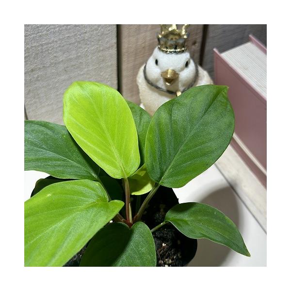 ■タグ観葉植物 多肉植物 インテリアプランツ インテリアグリーン インドアグリーン 耐乾性 乾燥 暑さ に強い 育つ 育てる 育てやすい 初心者 室内園芸 園芸 ガーデニング ベランダシェード 新生活 リビング デスク オフィス 事務所 台...