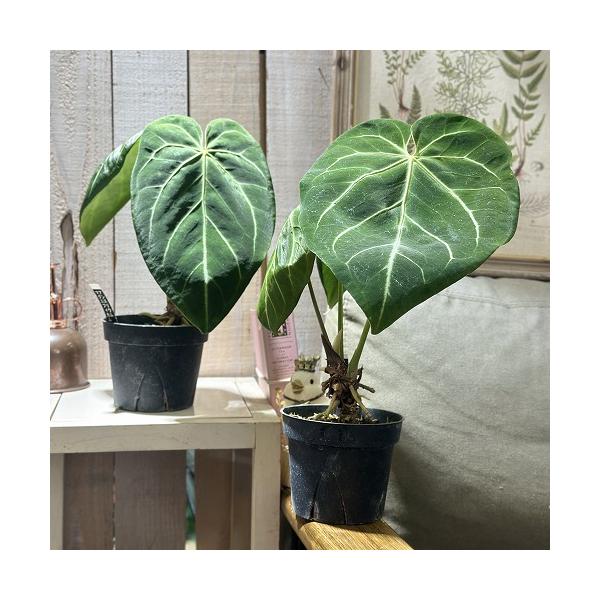 ■タグアンスリューム 観葉植物 多肉植物 インテリアプランツ インテリアグリーン インドアグリーン 耐乾性 乾燥 暑さ に強い 育つ 育てる 育てやすい 初心者 室内園芸 園芸 ガーデニング ベランダシェード 新生活 リビング デスク オフ...