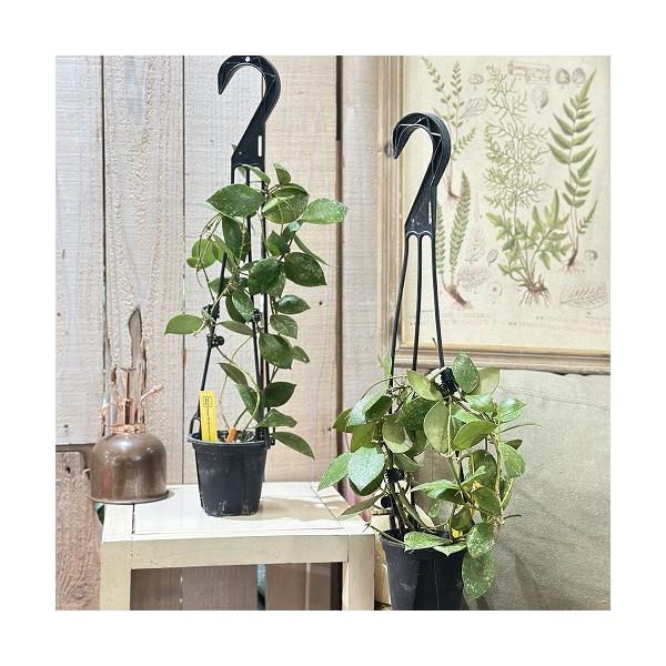 ■タグサクララン 観葉植物 多肉植物 インテリアプランツ インテリアグリーン インドアグリーン 耐乾性 乾燥 暑さ に強い 育つ 育てる 育てやすい 初心者 室内園芸 園芸 ガーデニング ベランダシェード 新生活 リビング デスク オフィス...