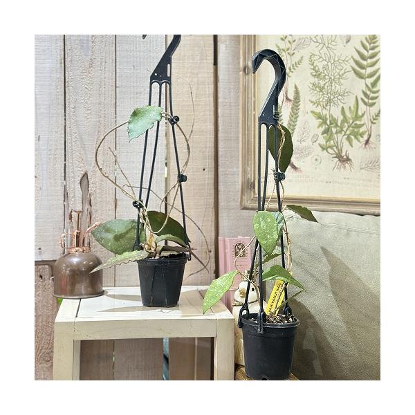 ■タグサクララン 観葉植物 多肉植物 インテリアプランツ インテリアグリーン インドアグリーン 耐乾性 乾燥 暑さ に強い 育つ 育てる 育てやすい 初心者 室内園芸 園芸 ガーデニング ベランダシェード 新生活 リビング デスク オフィス...