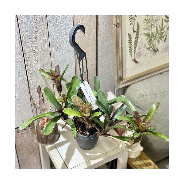 ※こちらの商品は多少の傷み等を含むアウトレット商品です。ご了承の上、購入をお願いします。セール価格 2480円→1980円 2025年Winterセール