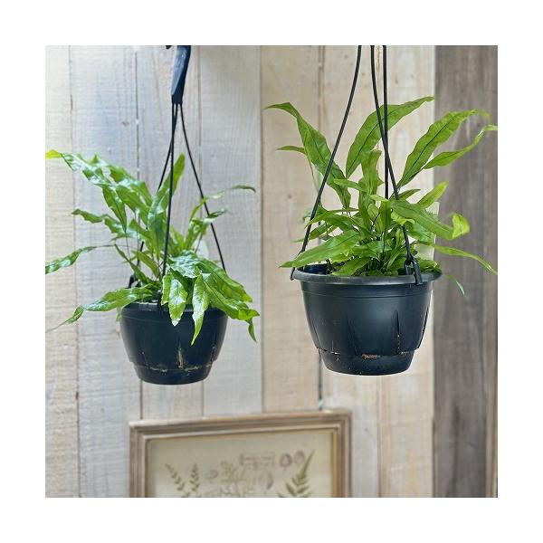 ■タグ観葉植物 多肉植物 インテリアプランツ インテリアグリーン インドアグリーン 耐乾性 乾燥 暑さ に強い 育つ 育てる 育てやすい 初心者 室内園芸 園芸 ガーデニング ベランダシェード 新生活 リビング デスク オフィス 事務所 台...